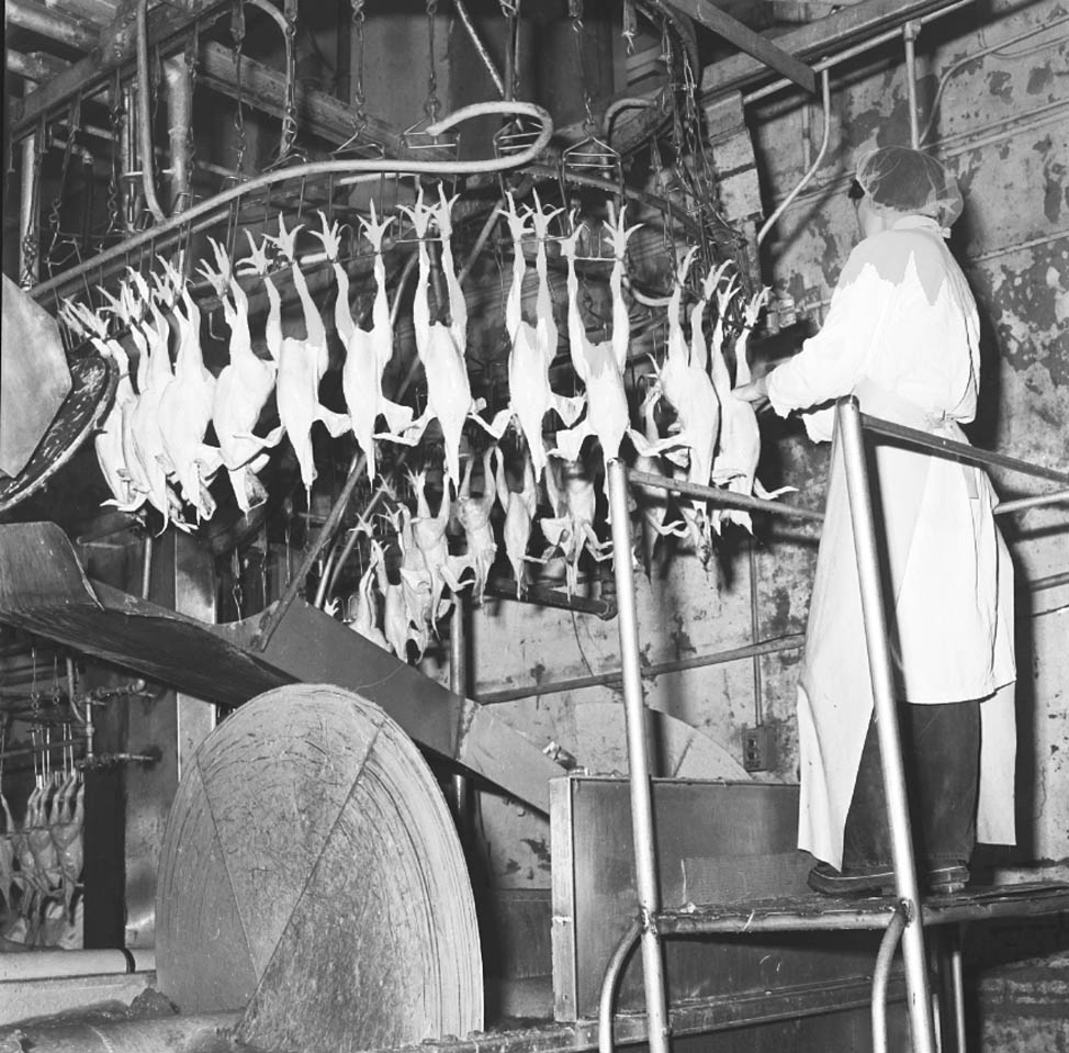 Ferme avicole Nadeau : Extérieur et intérieur : Visite de J.-Pierre ...